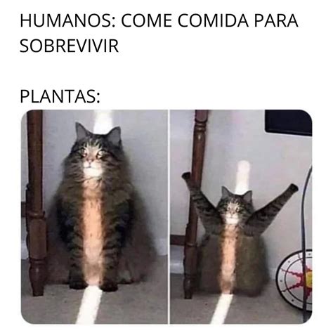 Plantas Comiendo Con La Luz Solar Meme Subido Por LucaxCB Memedroid