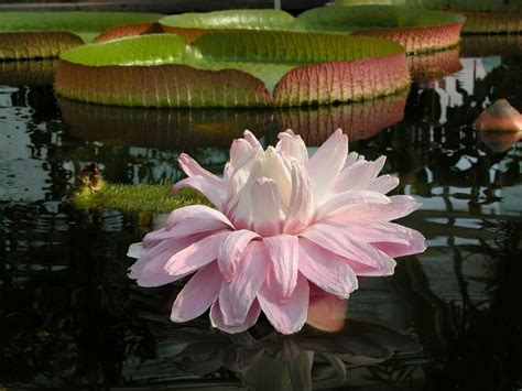 Guyana giant waterlily Amazon waterlily victoria regia nenúfar