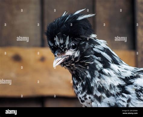 Chicken Of The Pavlovskaya Silver Chicken Breed Stock Photo Alamy