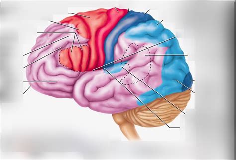 Diagram Cerebral Cortex Diagram Quizlet