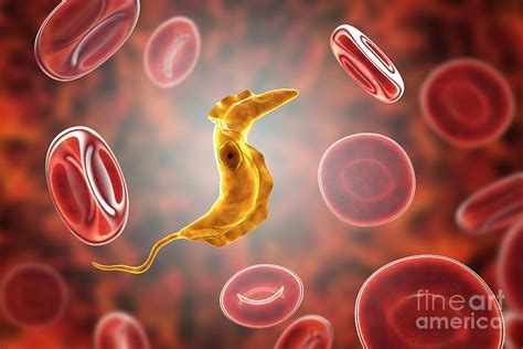 Chagas Disease Parasite Photograph By Kateryna Kon Science Photo