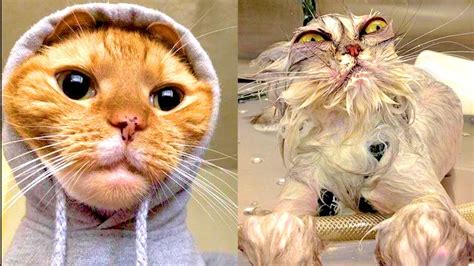 BEST DANK CAT MEMES COMPILATION OF 2021 PART 41 Funny Cats YouTube