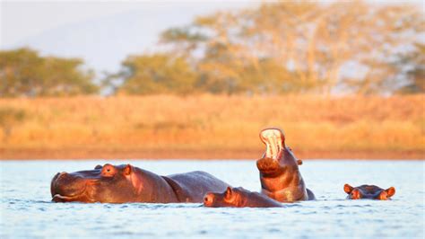 Que Faire en Afrique du Sud TOP 15 des lieux à visiter Voyage Tips