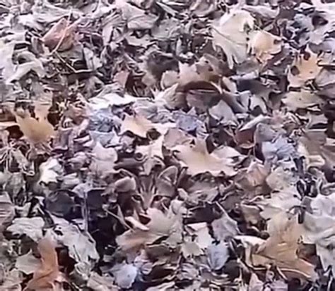 Коты главные мастера маскировки Триникси