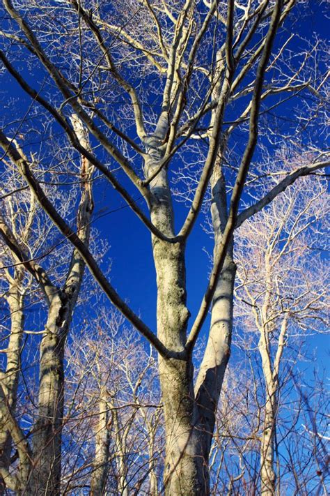 Fotos gratis árbol naturaleza bosque rama nieve invierno blanco