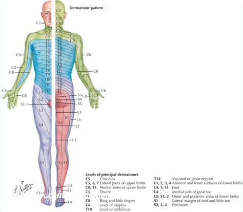 Upper Extremity Dermatome Map Comprehensive Guide To Dermatomes And