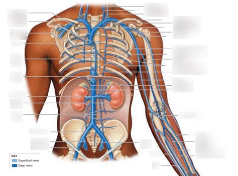 Major Veins Draining The Abdomen Chest Diagram Quizlet