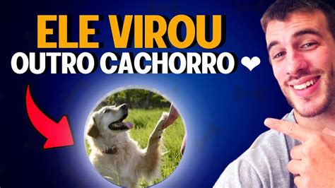 Como é o Treinamento Cão Bem Resolvido MOSTREI TUDO YouTube