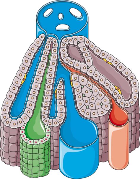 Liver Lobule Diagram Diagram Quizlet