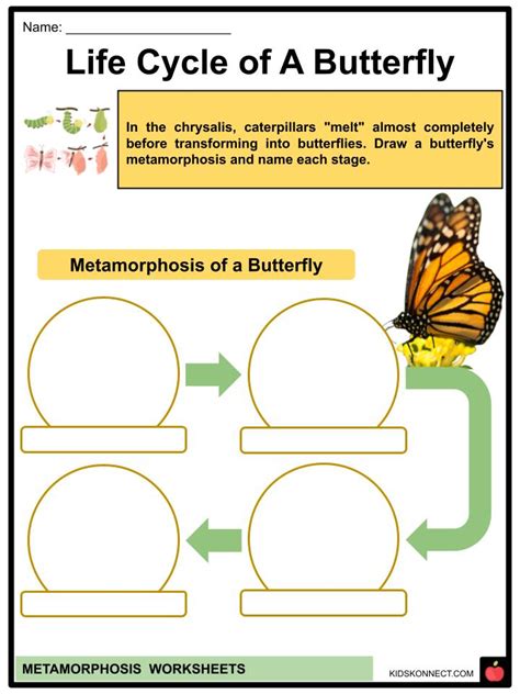 Metamorphosis Worksheets Definition Types Examples Worksheets Library