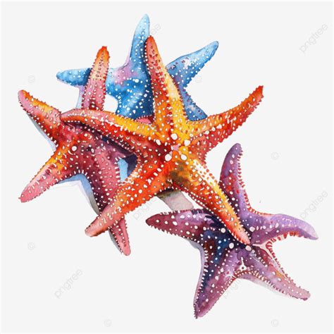 Pintura Em Aquarela Colorida De Estrela Do Mar PNG Pintura Aquarela