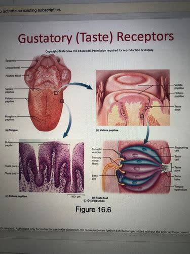 Biol Chapter Flashcards Quizlet