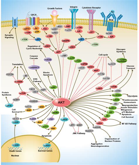 Signaling Pathways Sino Biological