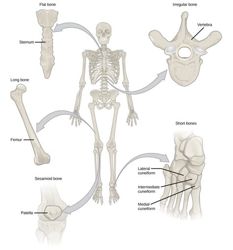 Bone BIO 101 Course Hero