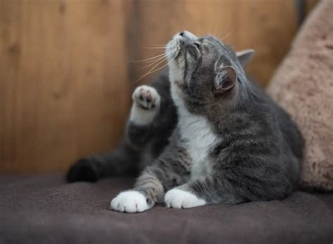 Rogna Nel Gatto Sintomi Causa Cura E Prevenzione Doctorvet
