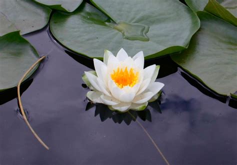 Significado De La Flor De Loto Florpedia