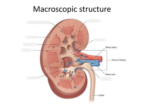Anatomy Of Renal System Diagram Quizlet