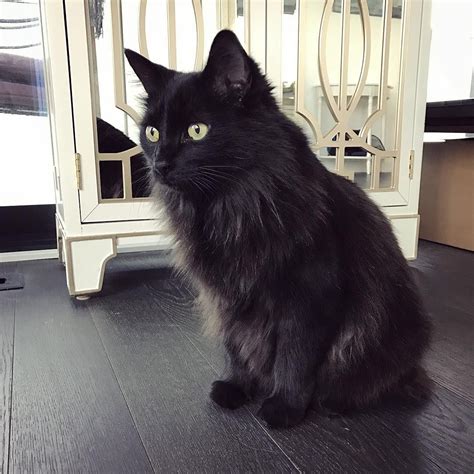 Shadowkittens Special Bobs And Vagene