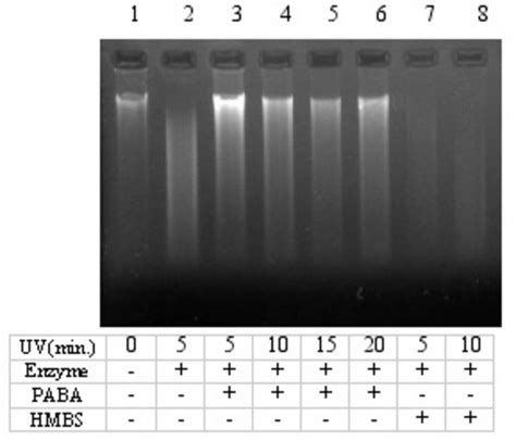 Protective Effect Of Hmbs Paba On The Formation Of Uv Induced Cpd