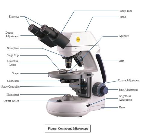 Anatomy Of A Compound Light Microscope