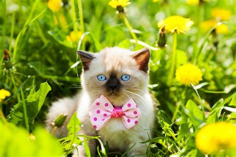 Premium Photo Cute Kitten Wearing Bow Tie Walking In The Dandelion Lawn