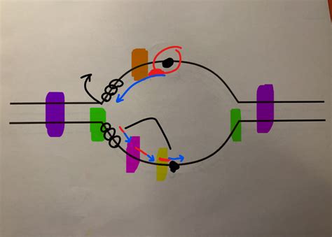 Replication Bubble Diagram Quizlet