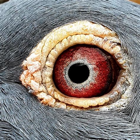 High Flying Pigeons Eyes Atelier Yuwa Ciao Jp