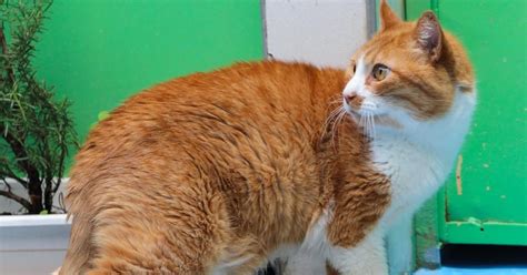 Cómo adoptar un gato o perro en Bogotá requisitos fotos y más datos