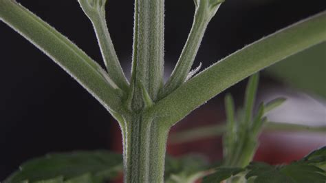 Cómo saber si mi planta es hembra o macho Cosechalibre