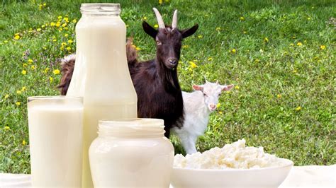 Goat Milk Products
