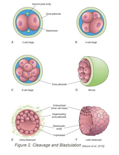 Fertilization Cleavage Blastulation Flashcards Quizlet