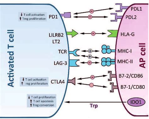 Schematic Representation Of Immune Checkpoint Molecules Including A