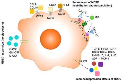 The Role Of Cytokines And Chemokines In Mdsc Development And Function