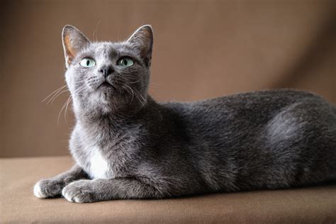 Sabes de dónde proceden las razas de gato más populares