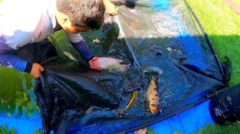 SEPARAÇÃO D PEIXES PARA DESOVA NA PIRACEMA foi difícil escolher qual