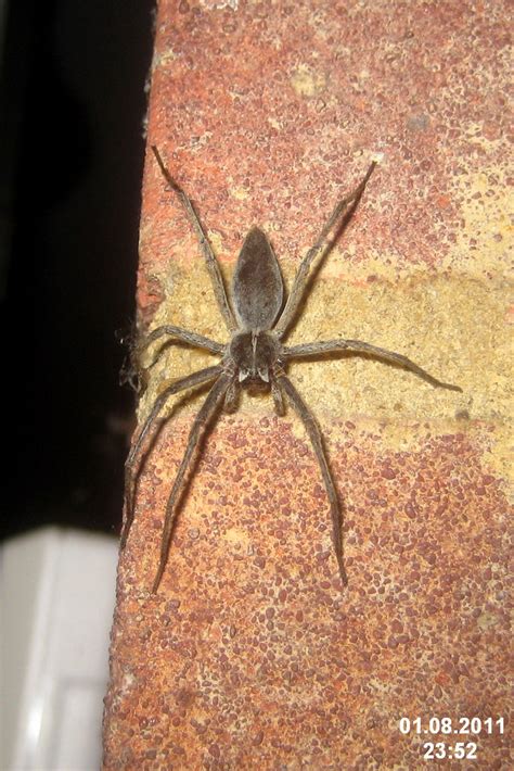 Nursery Web Spider Fp Pisaura Mirabilis Lov K Hajn Flickr