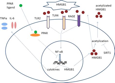 Tnf Pathway