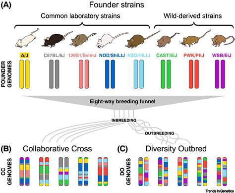 high diversity mouse populations for complex traits trends in genetics