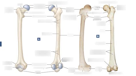 Femur Anatomy Atelier Yuwa Ciao Jp
