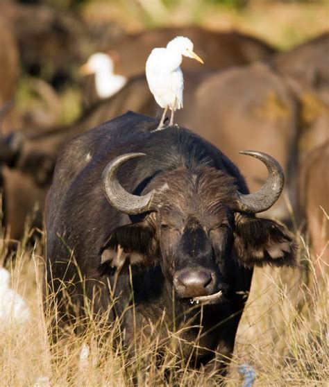 A Bird Is Sitting On The Back Of A Bull S Head In Tall Grass