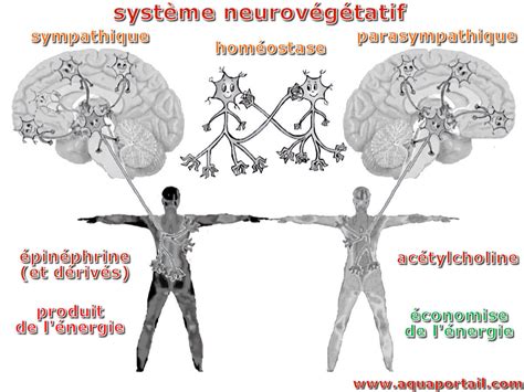 Syst Me Nerveux Autonome D Finition Et Explications