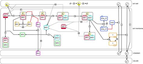 computational modeling and quantitative physiology reveal central parameters for brassinosteroid
