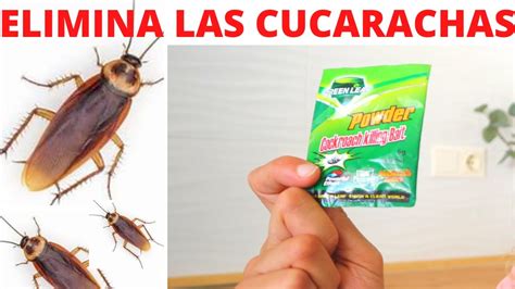 Como Eliminar Las Cucarachas R Pidamente Y Para Siempre Youtube