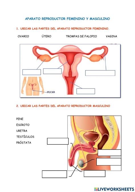 Ficha Interactiva De Pubertad Para 6to Puedes Hacer Los Ejercicios