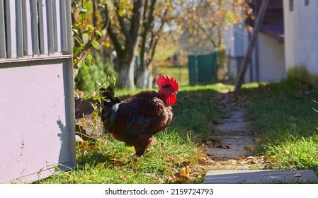 378 Naked Neck Rooster Images Stock Photos Vectors Shutterstock