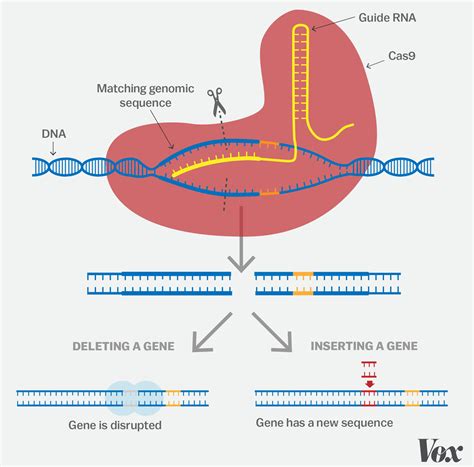CRISPR Gene Edited Food In Europe Questions Remain On Crop Breeding