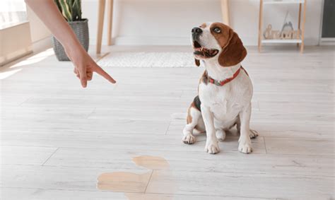 5 conseils pour apprendre la propreté à un chien adulte l Déclic et des