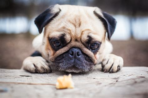 Como tratar a diarreia em cães guia completo soluções