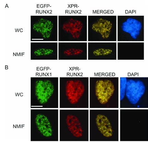 runx1 and runx2 colocalize in common subnuclear domains saos2 cells download scientific