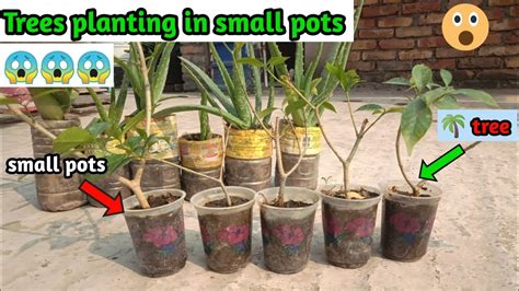 Planting Trees In Small Spaceshow To Grow Fruits In Small Tree YouTube